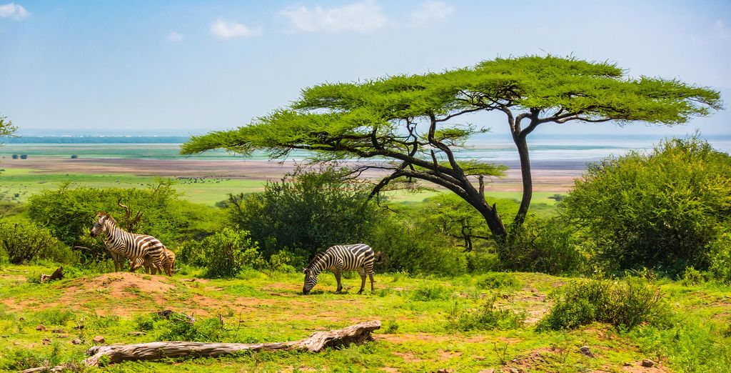 Combinado Los mejores parques de Tanzania y AHG Dream's Bay 4 ...