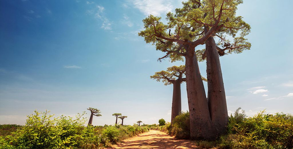 Circuit privé : Les secrets de Casamance avec extension possible ...