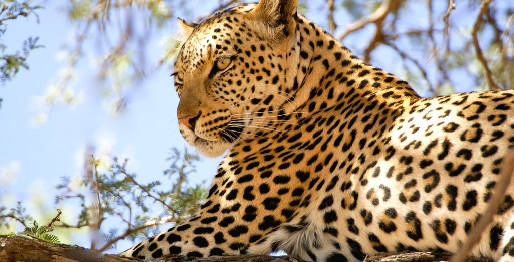 Simba Safari & White Paradise Resort Zanzibar 4* - Zanzibar - Up to 70% ...